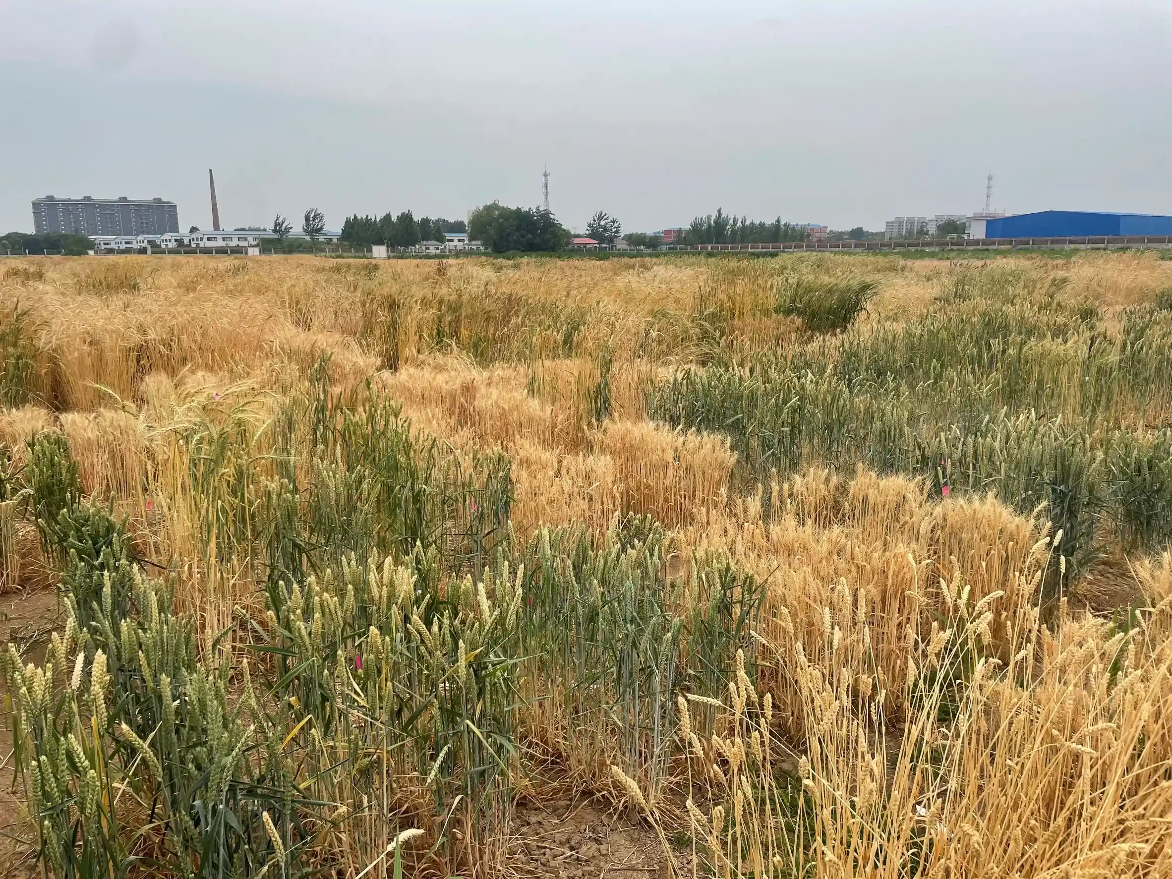 Watkins & Worldwide Wheat G2B